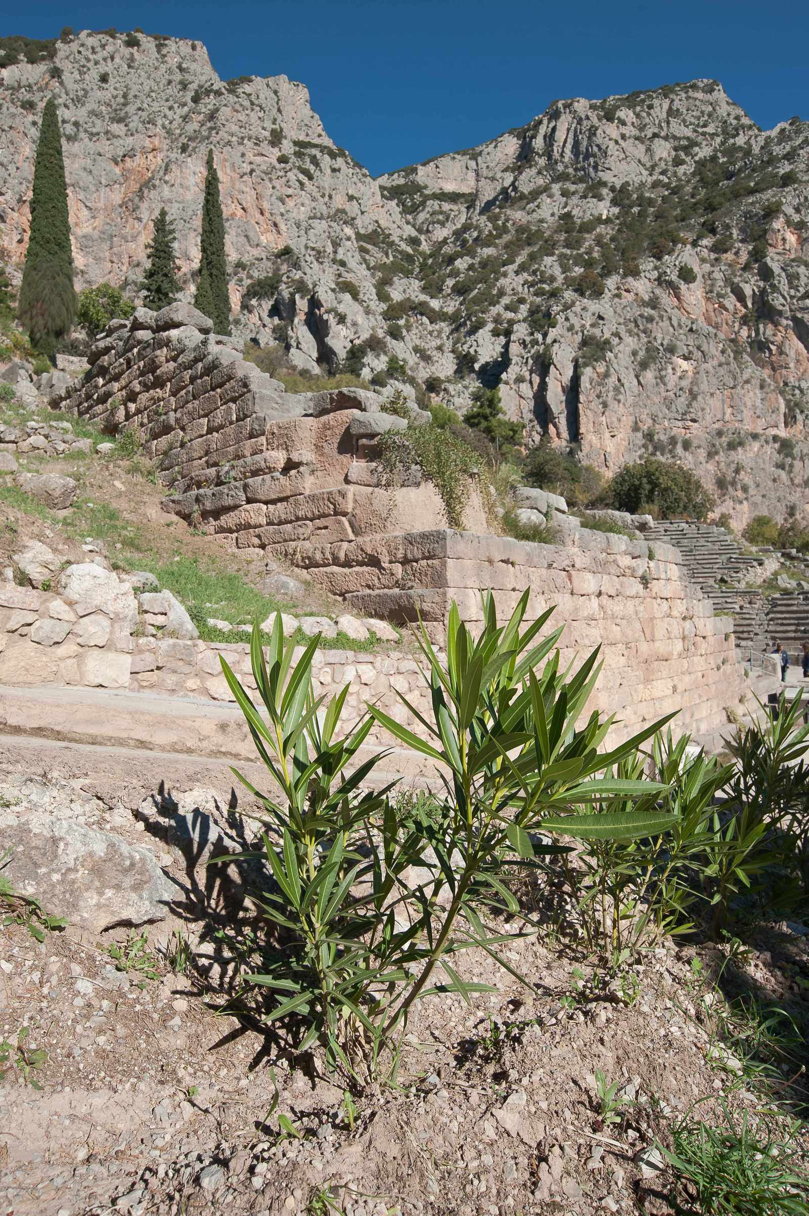 History of Delphi - Archaeological Site of Delphi - Museum of Delphi